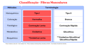 Fibras Musculares, Tipos e Adaptações aos Exercícios - Universo da ...