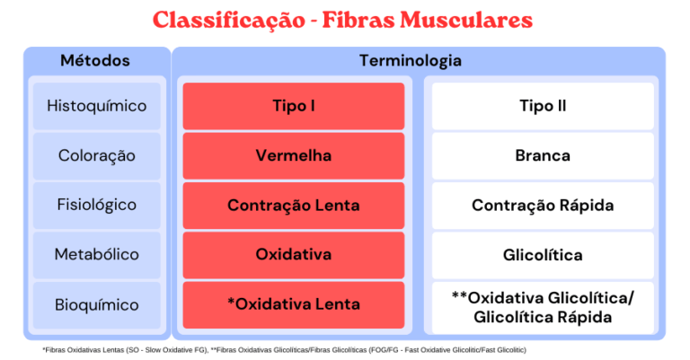 Fibras Musculares, Tipos e Adaptações aos Exercícios - Universo da ...